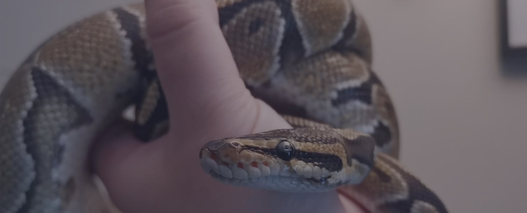 Snake-y Science | Glasgow Science Centre